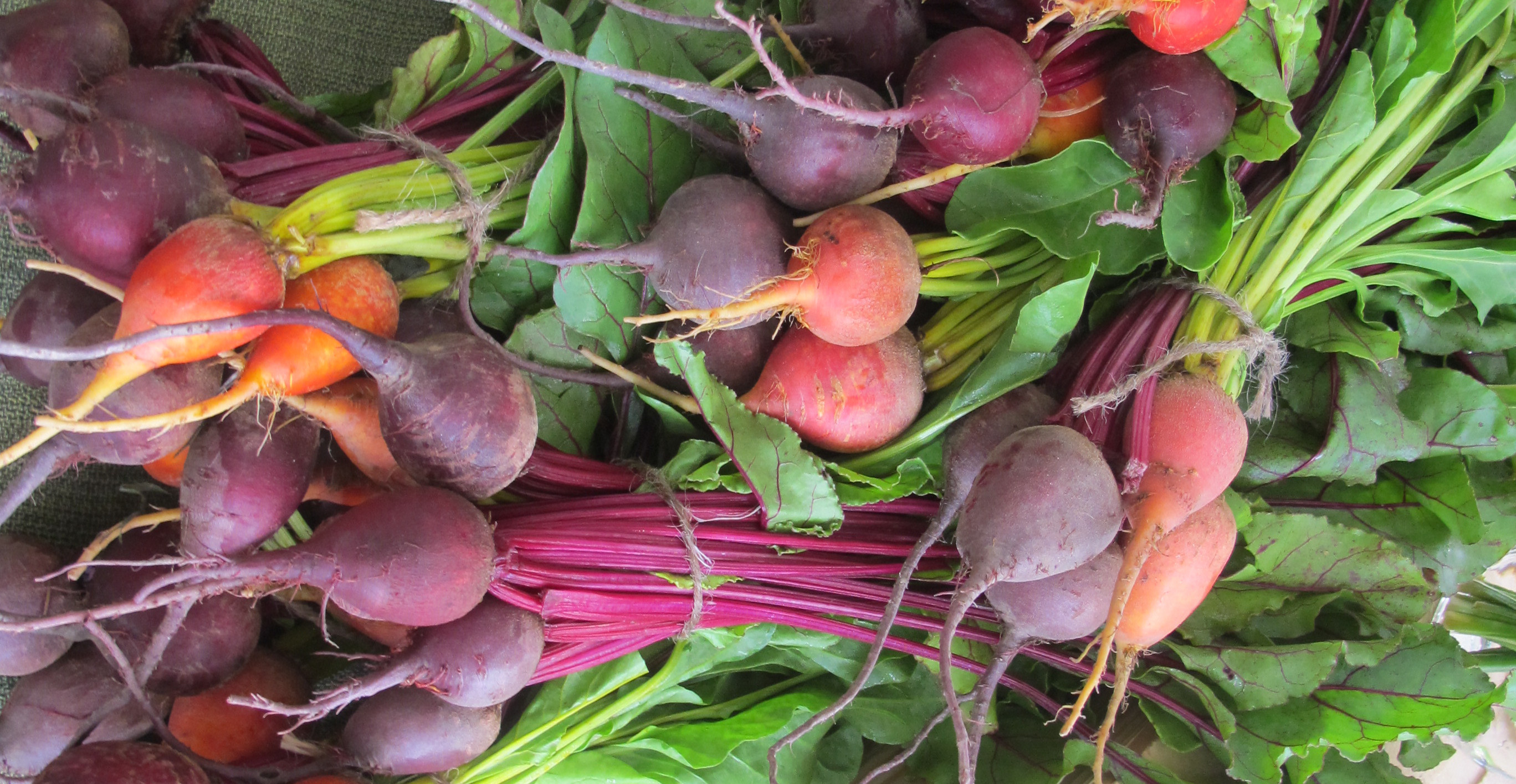 Profile: Matchbox Garden & Seed Company - Origyn Group Inc.